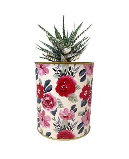 Red Star Pot de plante stylé et original - plante grasse - cactus